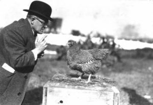 The Evolution of Poultry Farming in America - Backyard Poultry